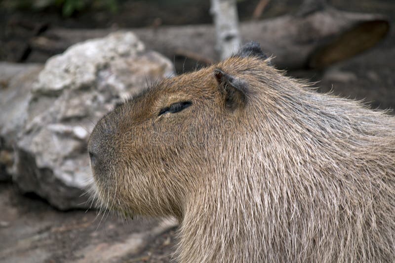Capybara is a rodent stock image. Image of whiskers - 112780259