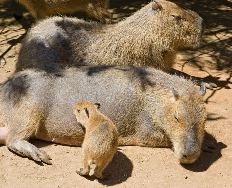 226 Little Capybara Stock Photos - Free & Royalty-Free Stock Photos ...