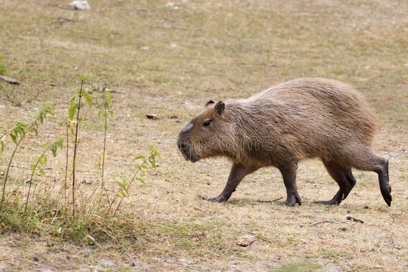 Capybara in a Clearing in the Wild Stock Image - Image of capybara ...
