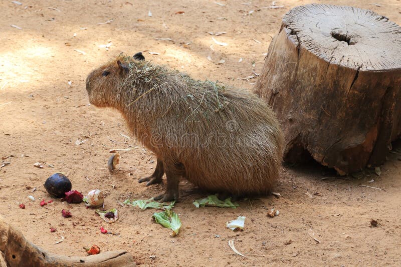 Capybara in safari park stock image. Image of herbivore - 289627071