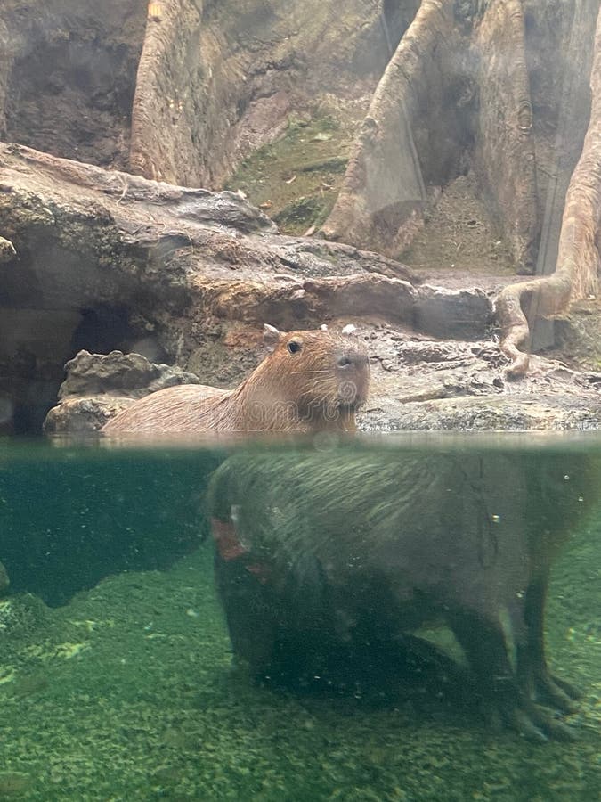 Capybara in the Shore of a Lake Stock Image - Image of reflection ...