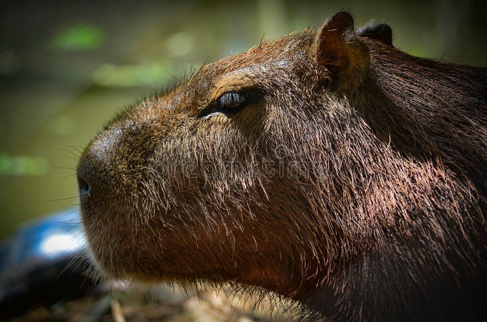 A Capybara by the Side of a River in the Amazon Rainforest Stock Image ...