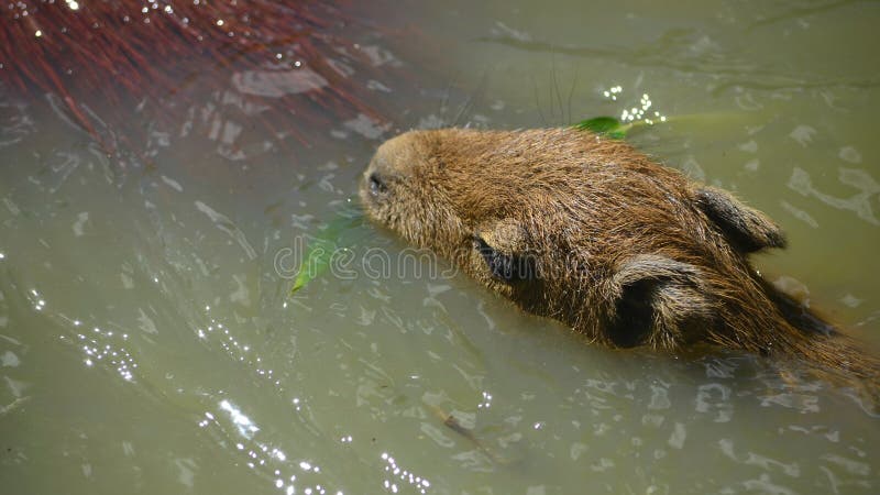 162 Amazon Rainforest Capybara Stock Photos - Free & Royalty-Free Stock ...