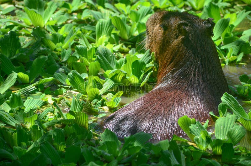 Capybara, Amazon River Peru Stock Photo - Image of capybara, amazon ...