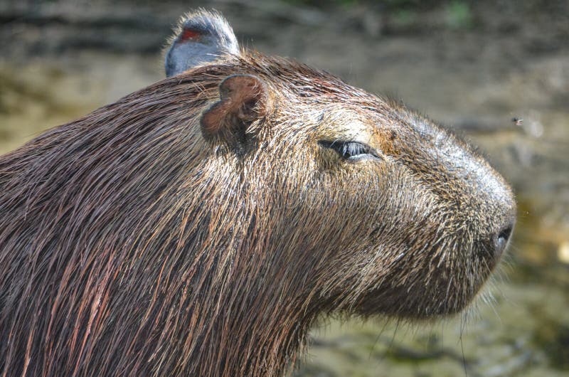A Capybara by the Side of a River in the Amazon Rainforest Stock Photo ...