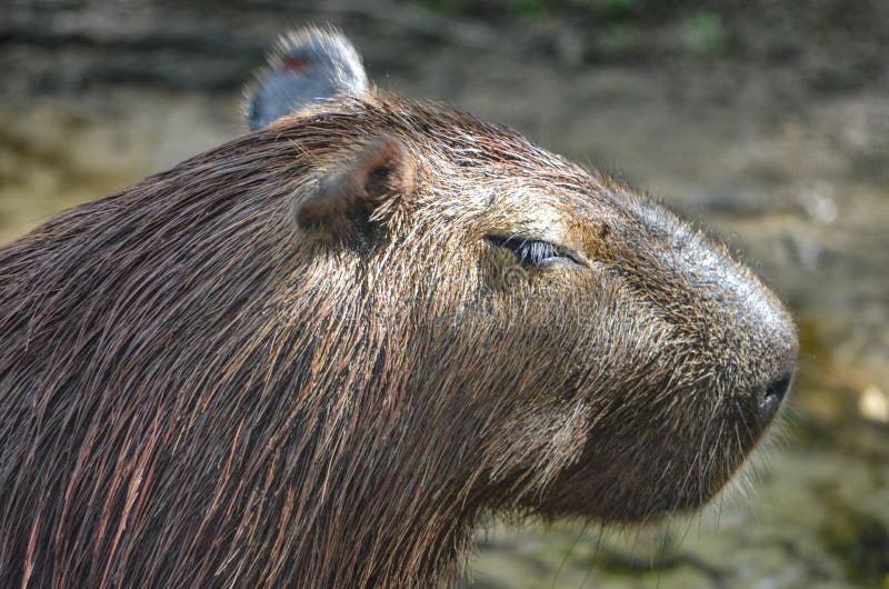 Capybara side view stock photo. Image of furry, animal - 130504718