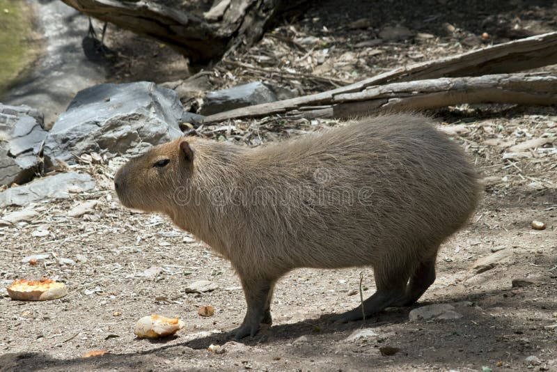 174 Side View Capybara Stock Photos - Free & Royalty-Free Stock Photos ...