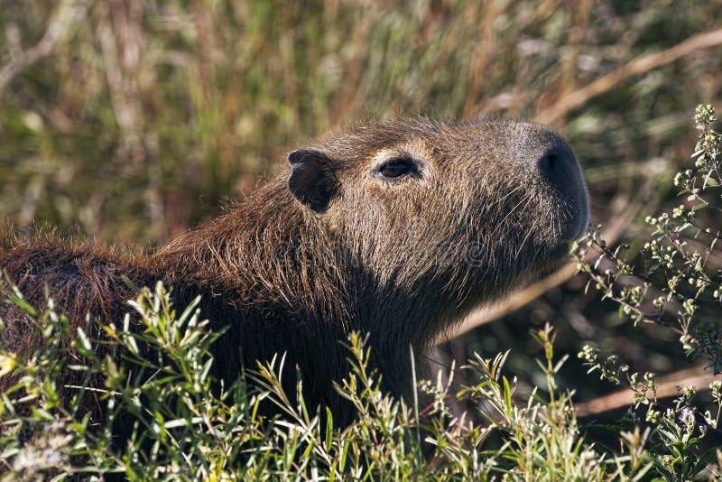Side view of a capybara stock image. Image of brazil - 37114131