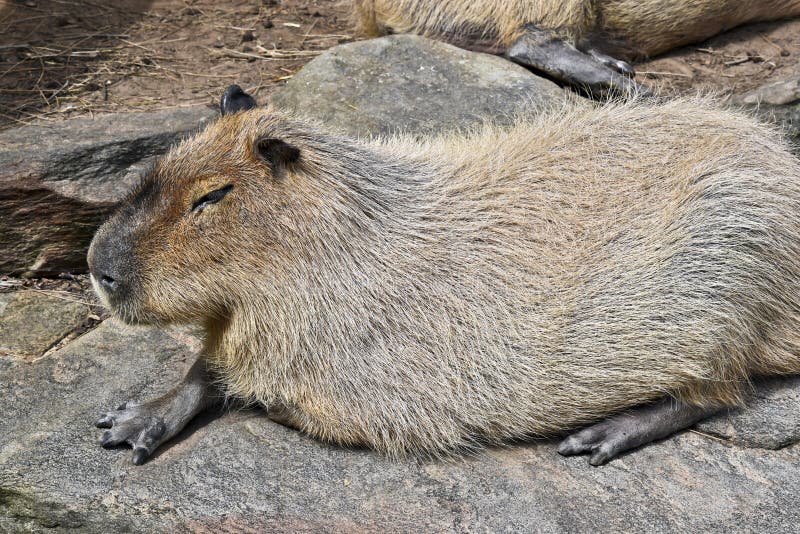 Capybara side view stock photo. Image of furry, animal - 130504718
