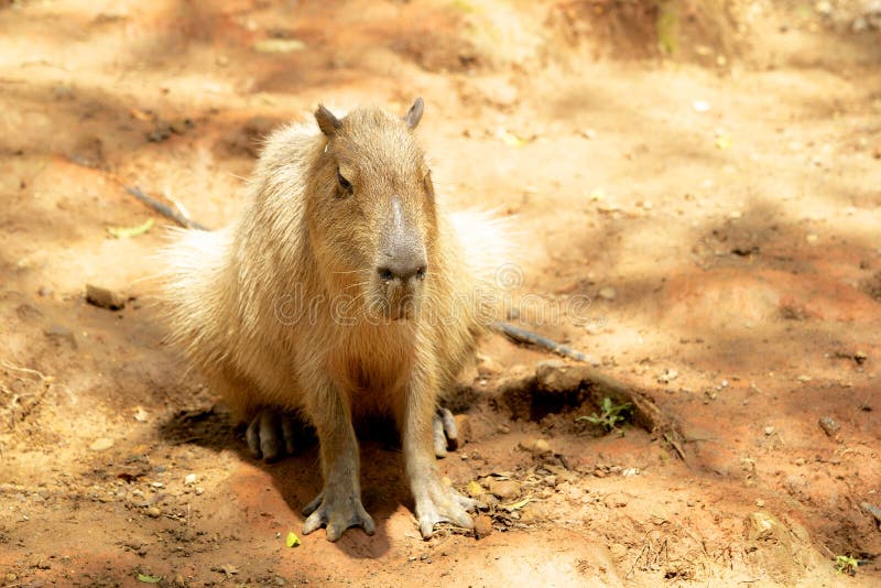 Capybara in the Jungle of Surinam Stock Photo - Image of tropical ...