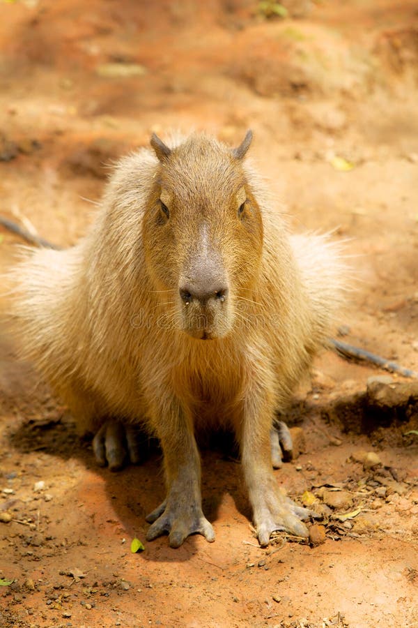 Capybara stock image. Image of mammal, soil, squirrel - 35031339