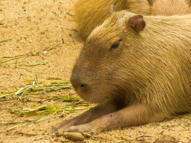 Capybara Sitting in Cage with Close Up Stock Photo - Image of savanna ...