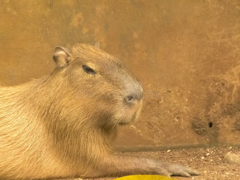 Capybara Sitting in Cage with Close Up Stock Image - Image of large ...