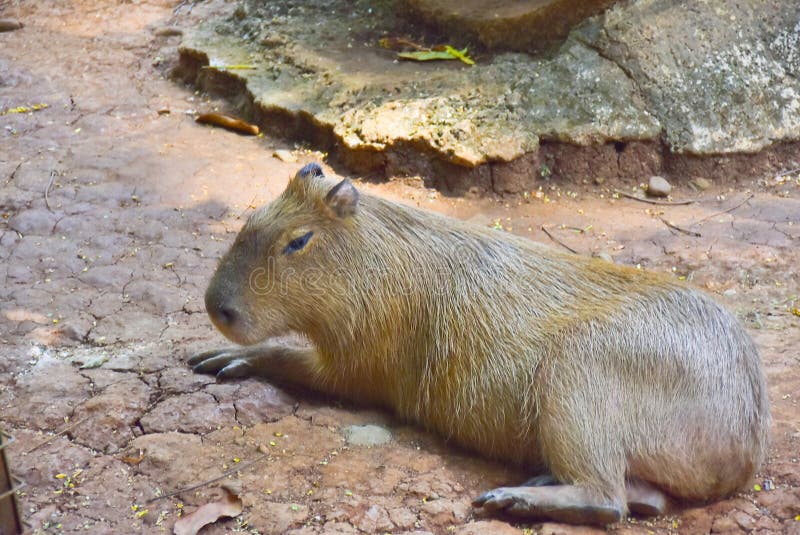 A Capybara sitting. stock image. Image of wildlife, mammal - 335001527