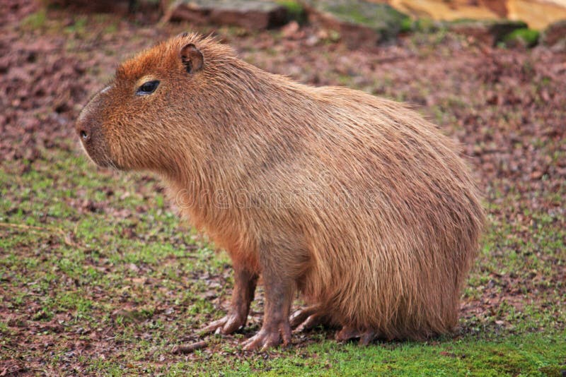 338 Capybara Sitting Stock Photos - Free & Royalty-Free Stock Photos ...