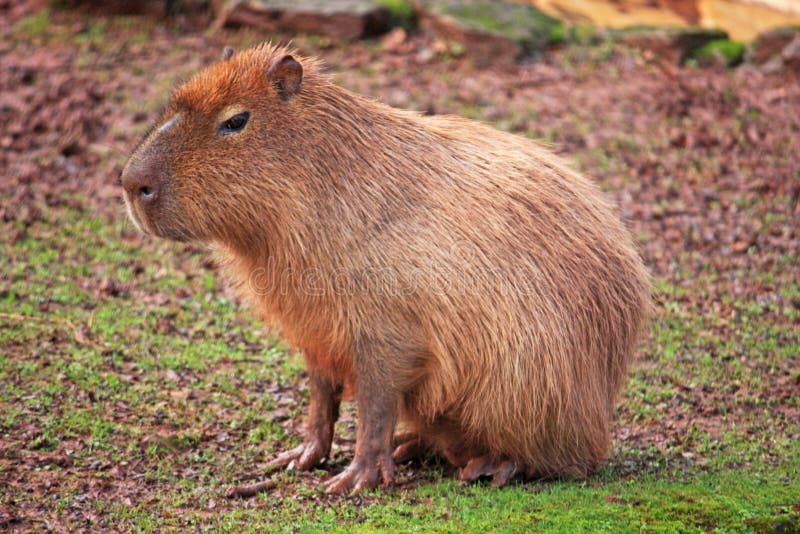 Capybara stock photo. Image of animal, herbivore, rotund - 90062696