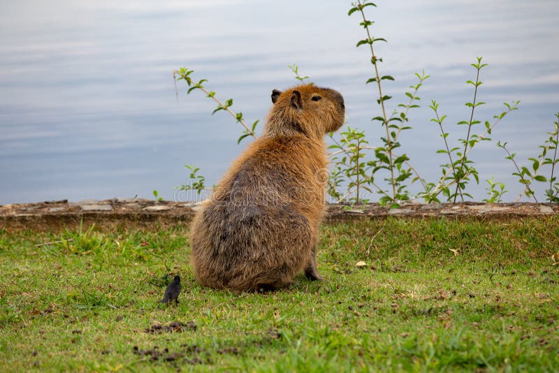 Capybara Sitting Isolated on White Background. Stock Image - Image of ...