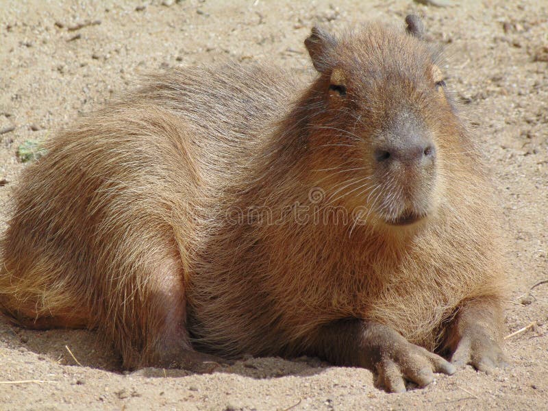 Sitting capybara 2 stock image. Image of zoology, mammal - 243527663