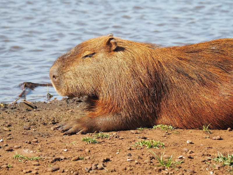Capybara Sitting at a Lake at Daytime Stock Photo - Image of summer ...