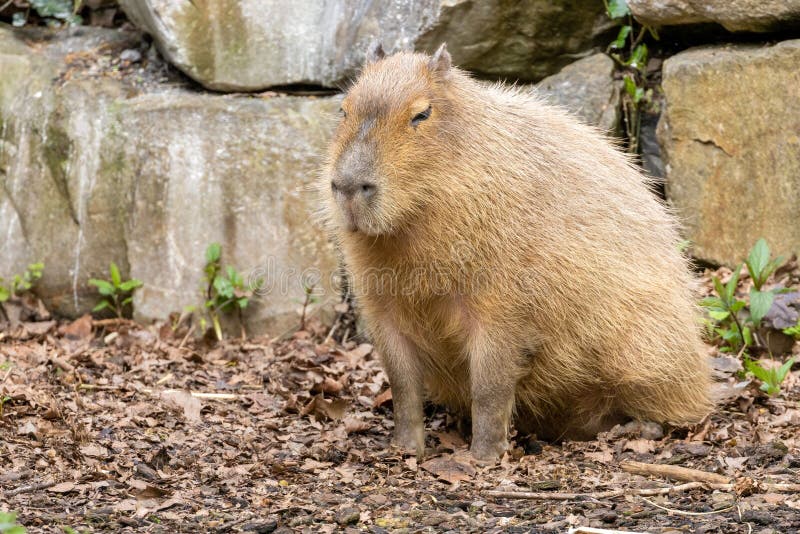 Capybara Sitting Near Huge Rocks Stock Photo - Image of creature ...