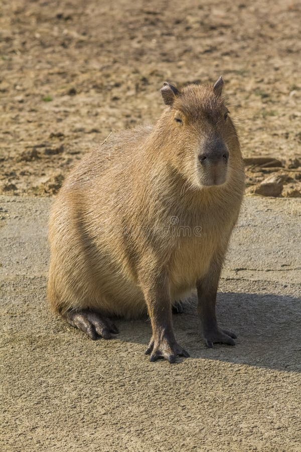 Capybara sitting portrait stock photo. Image of wildlife - 51607402