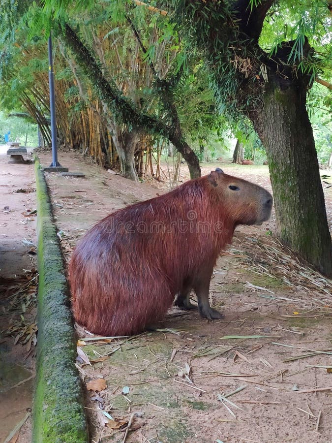 Capybara stock photo. Image of floor, nature, sitting - 339294238