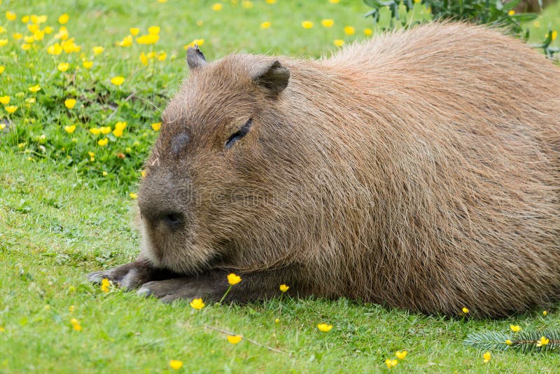 Capybara Relaxing stock image. Image of hystricomorpha - 44900511