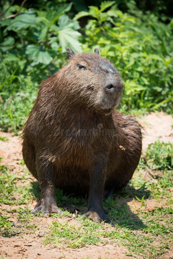 367 Capybara Sitting Stock Photos - Free & Royalty-Free Stock Photos ...