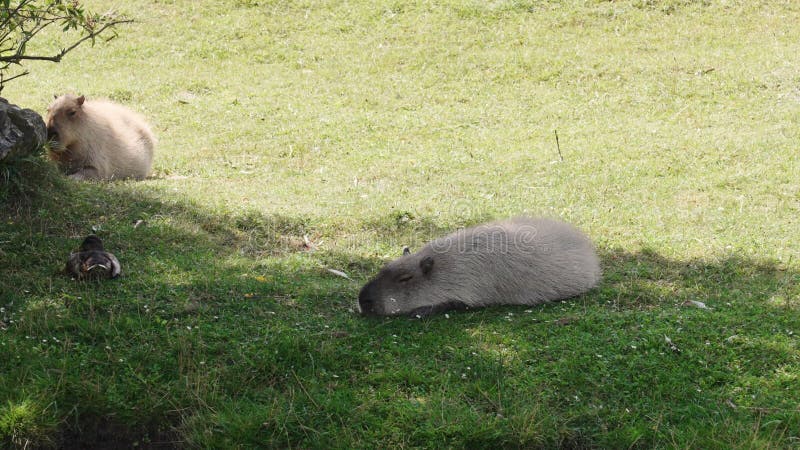 Capybara Sleeping Under Tree in Hot Summer Day Stock Footage - Video of ...