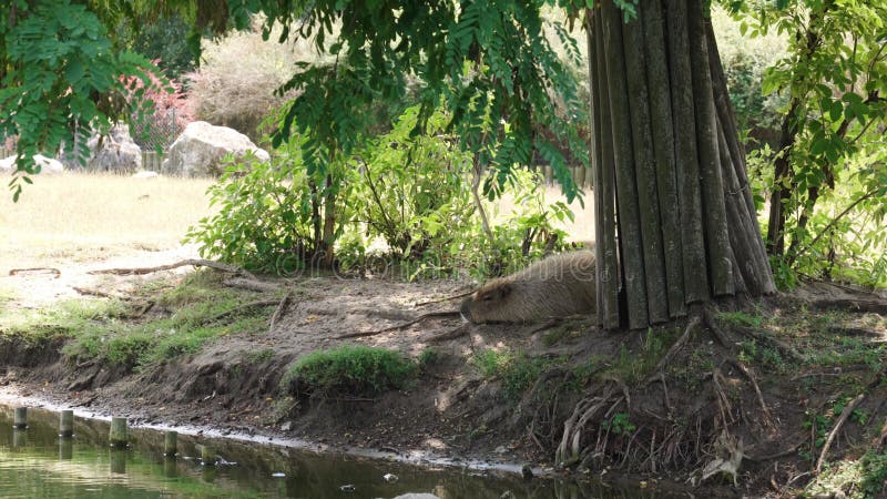 Capybara Sleeping Under Tree in Hot Summer Day Stock Footage - Video of ...