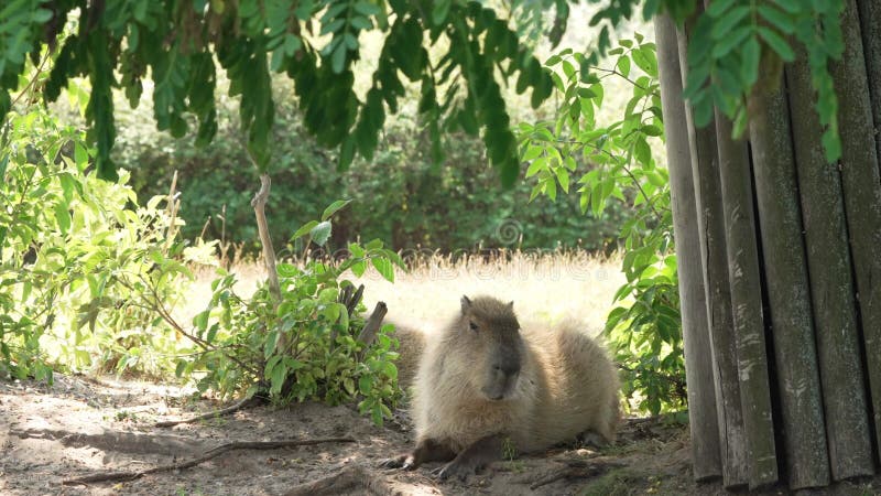 Capybara Sleeping Under Tree in Hot Summer Day Stock Footage - Video of ...