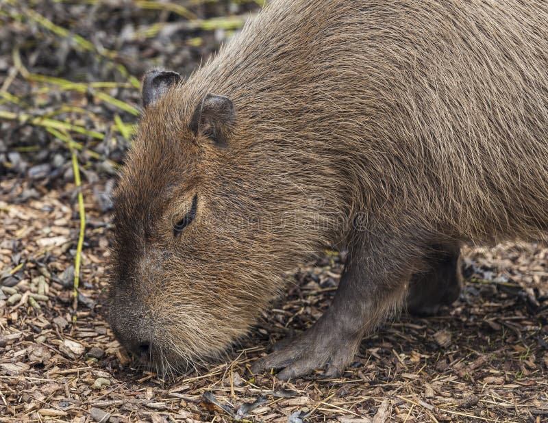 A Capybara. stock photo. Image of american, peccary, snout - 74691356