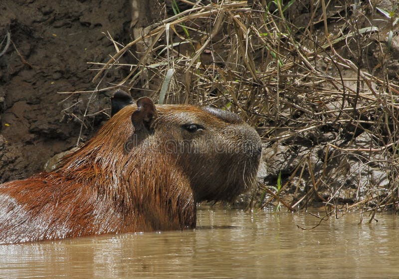 Capybara stock image. Image of largest, rodent, wildlife - 126229755