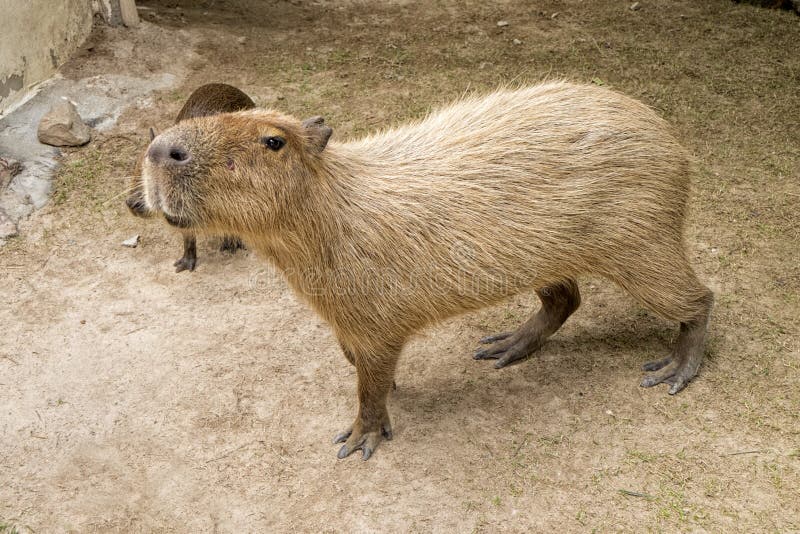 Capybara Standing Isolated on White Background Stock Image - Image of ...