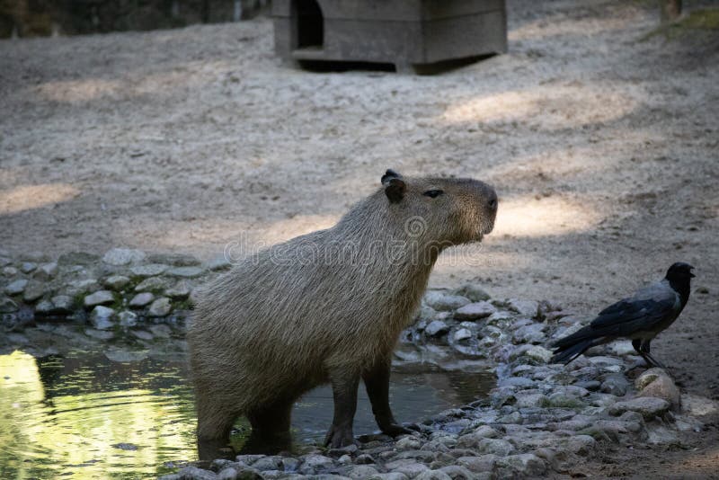 414 Capybara Standing Stock Photos - Free & Royalty-Free Stock Photos ...