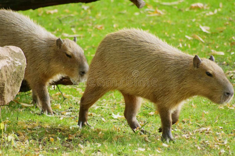 Capybara in the sun stock photo. Image of summer, capybara - 121844464