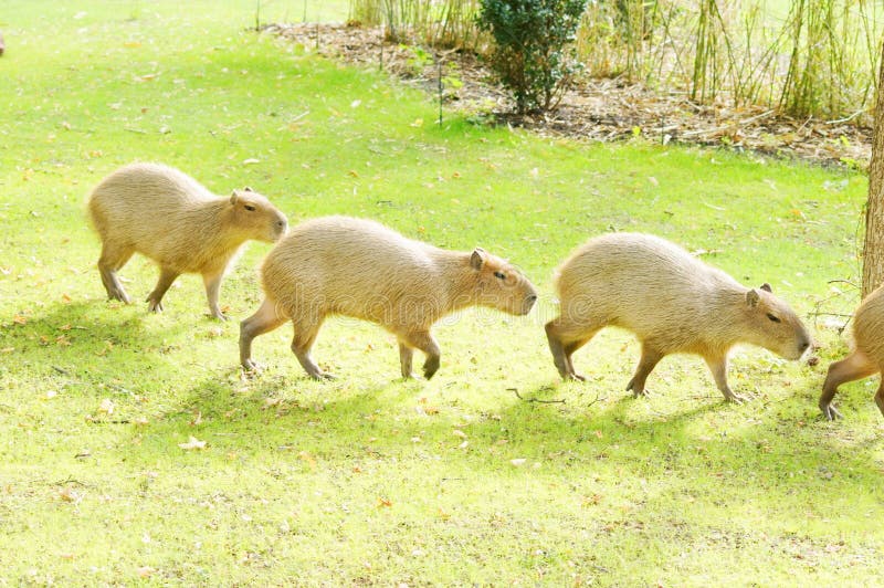 Capybara in the sun stock photo. Image of summer, capybara - 121844464
