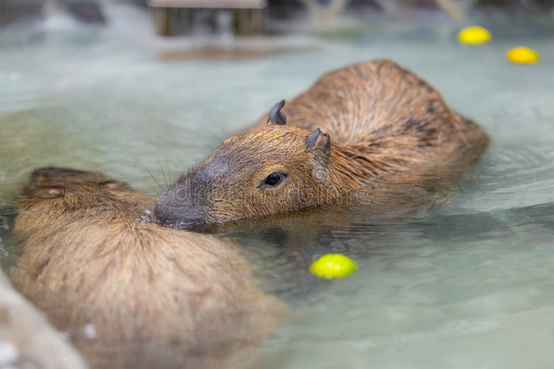 Capybara Swim in the Water Pond Stock Image - Image of pond, park ...