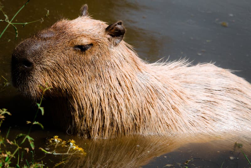 Capybara Baby Swimming