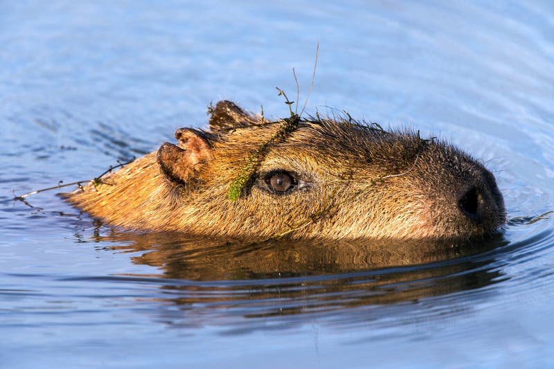 Capybara stock image. Image of rodent, wild, hydrocherus - 36433513