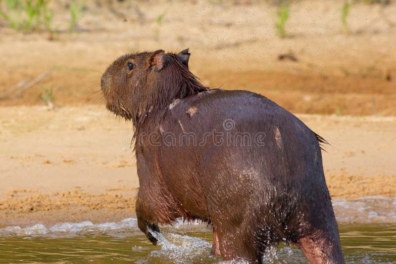 Wounded Capybara Running stock photo. Image of jaguar - 41312238