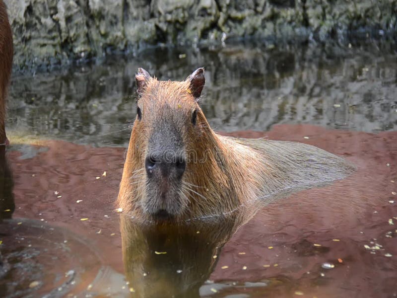 Capybara Swims in Freshwater Pond in Thailand Stock Footage - Video of ...