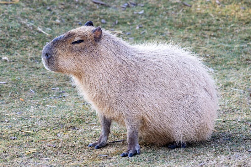 Capybara stock photo. Image of wildlife, captivity, hydrochoerus ...