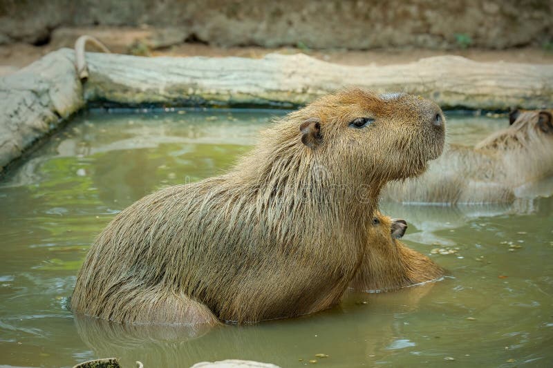 A Capybara Taking a Dip in a Pond Stock Image - Image of adult, grass ...