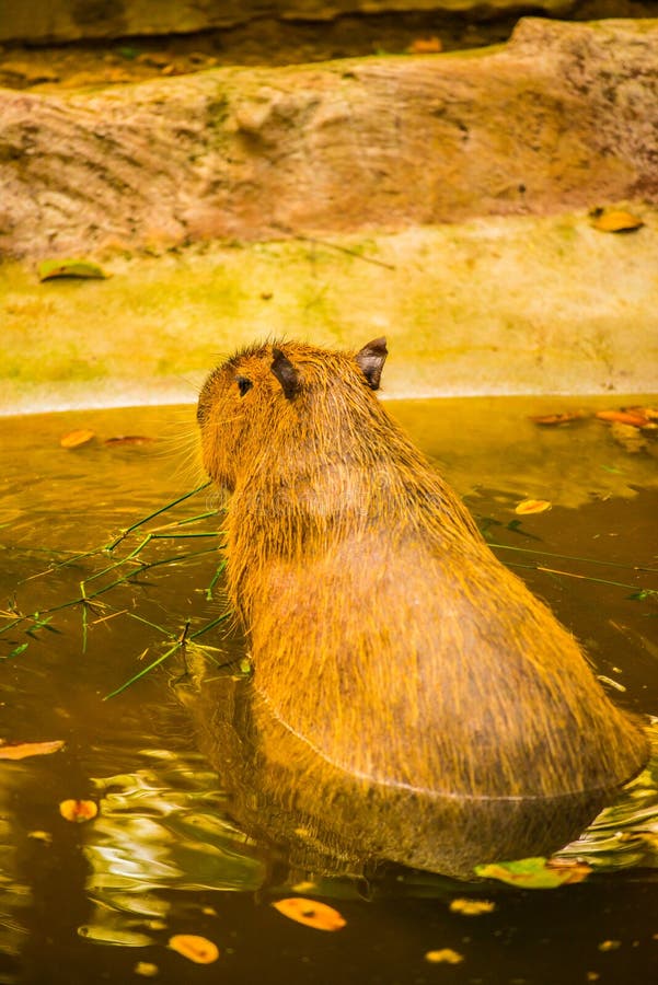 Capybara in the water stock image. Image of nature, zoology - 278974163