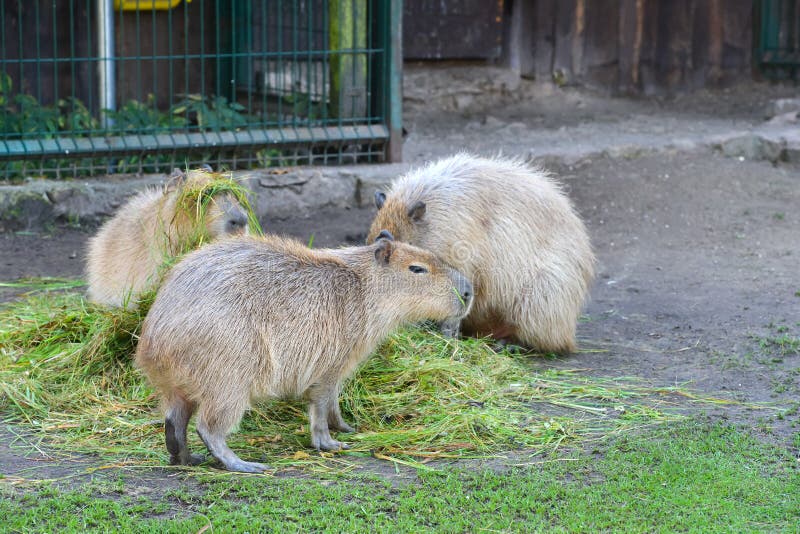 Capybara stock image. Image of wild, fauna, brown, kapybara - 37387267