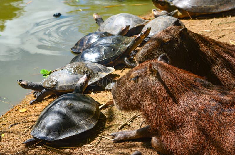 Capybara, Amazon River Peru Stock Photo - Image of capybara, amazon ...