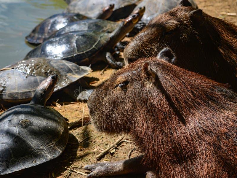 Capybara, Amazon River Peru Stock Photo - Image of capybara, amazon ...