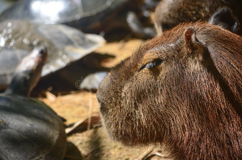 Capybara, Amazon River Peru Stock Photo - Image of capybara, amazon ...