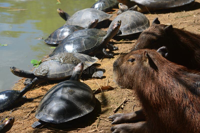 Capybara, Amazon River Peru Stock Photo - Image of capybara, amazon ...